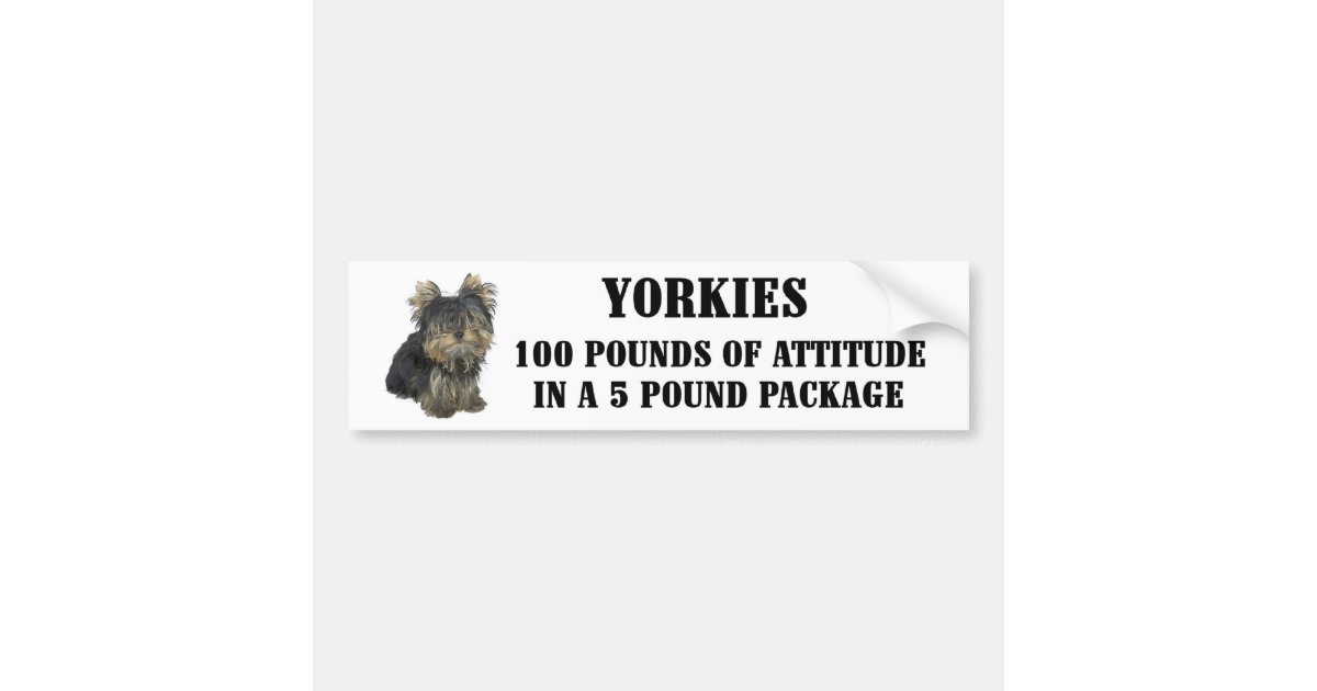 Yorkie Attitude Bumper Sticker | Zazzle
