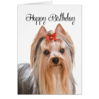 Yorkie Birthday Cards - Greeting & Photo Cards | Zazzle