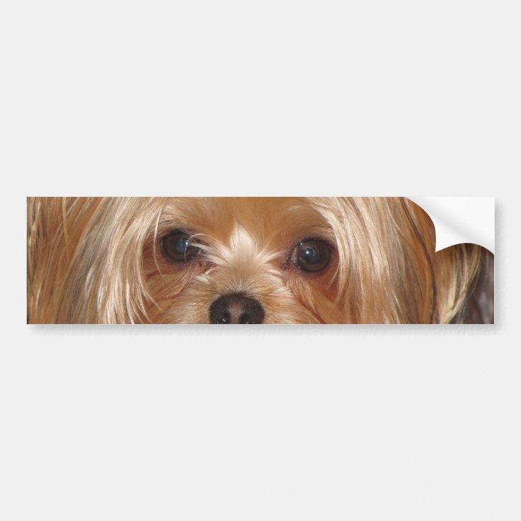 Yorkie Bumper Sticker | Zazzle