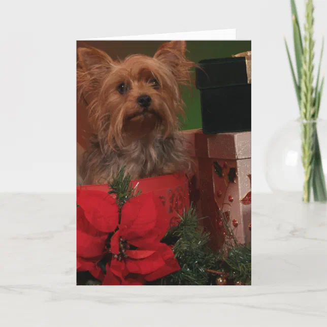 Yorkie Christmas Cards | Zazzle