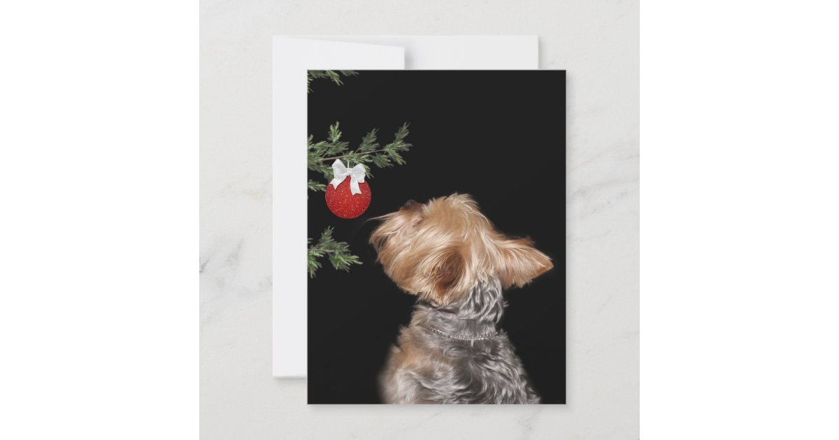 Yorkie Christmas temptation Holiday Card | Zazzle