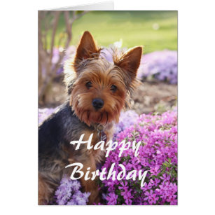 Yorkie Birthday Cards - Greeting & Photo Cards | Zazzle