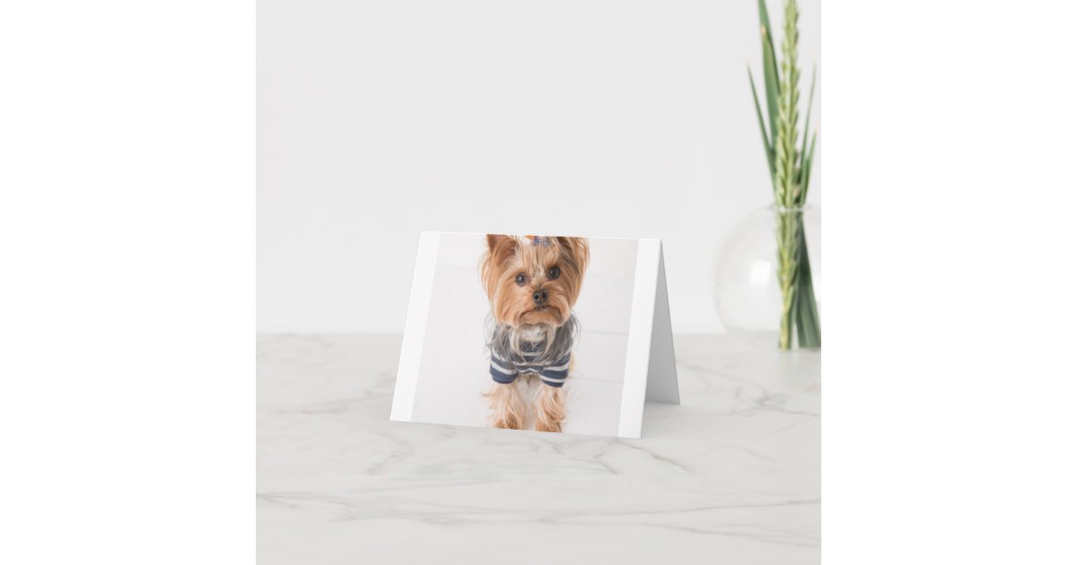 yorkie-in sweater thank you card | Zazzle