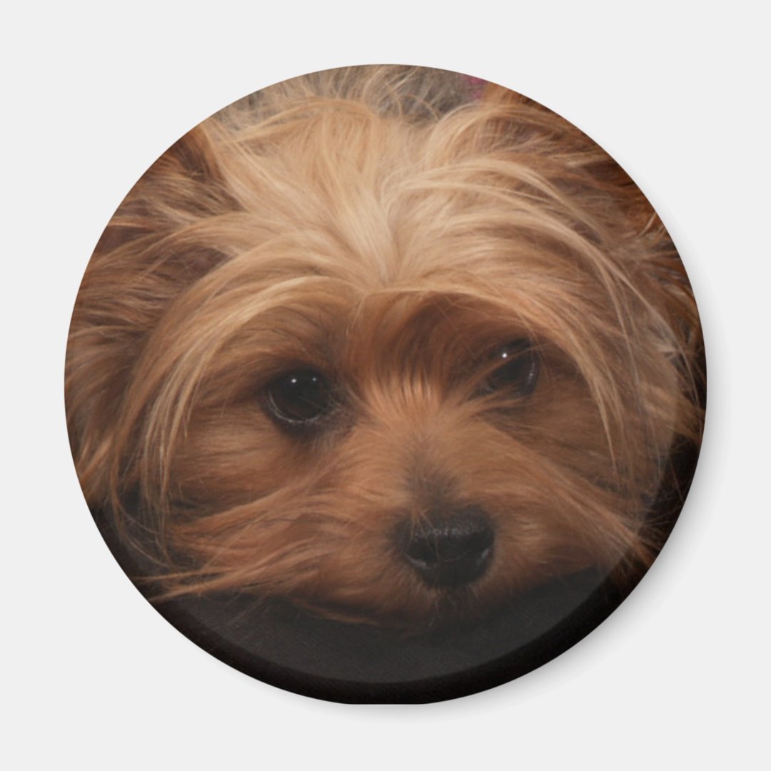 Yorkie Magnet | Zazzle
