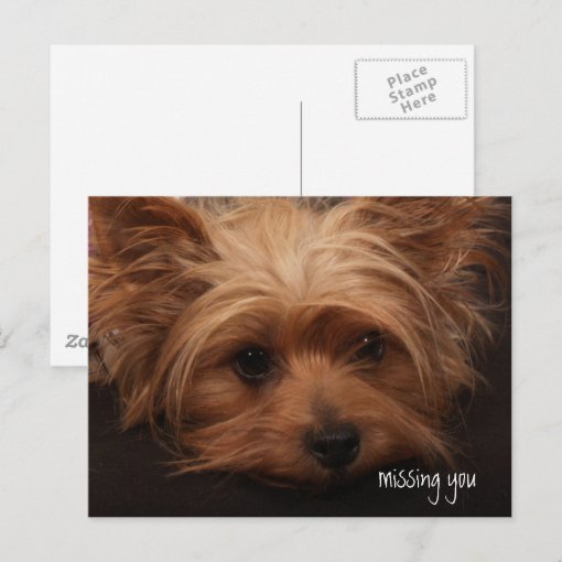 Yorkie Missing You Postcard | Zazzle