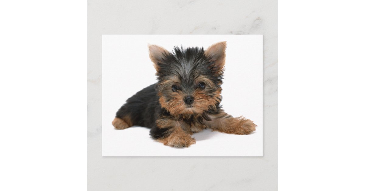 Yorkie Pup Postcard | Zazzle