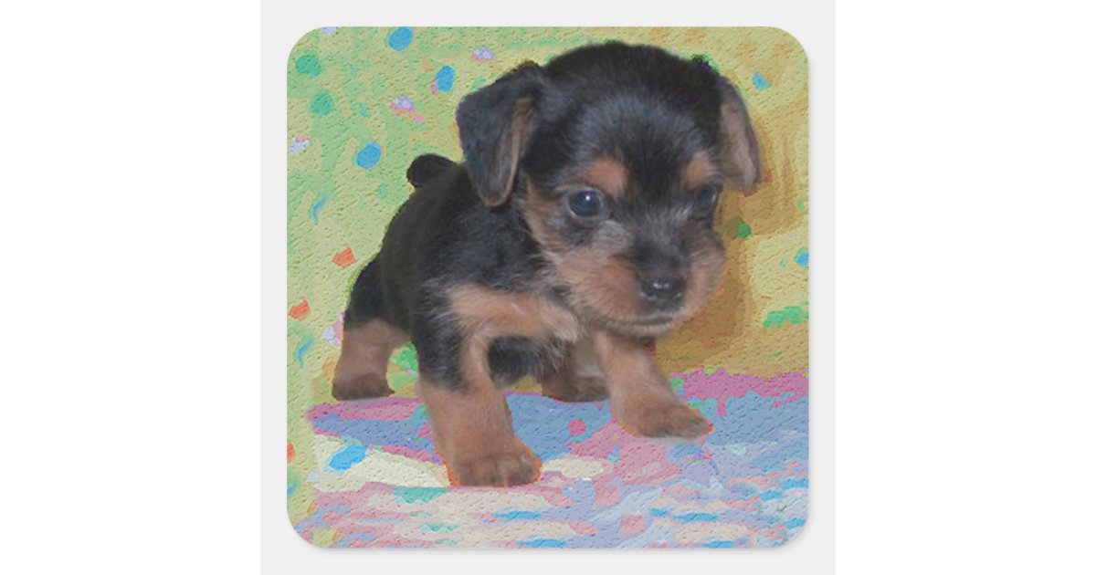 Yorkie Puppy Sticker | Zazzle