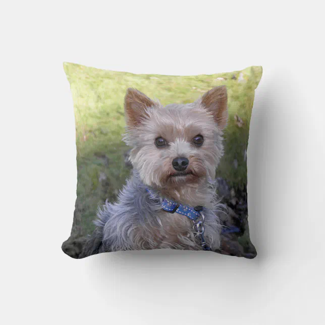 Yorkie with blue collar throw pillow | Zazzle