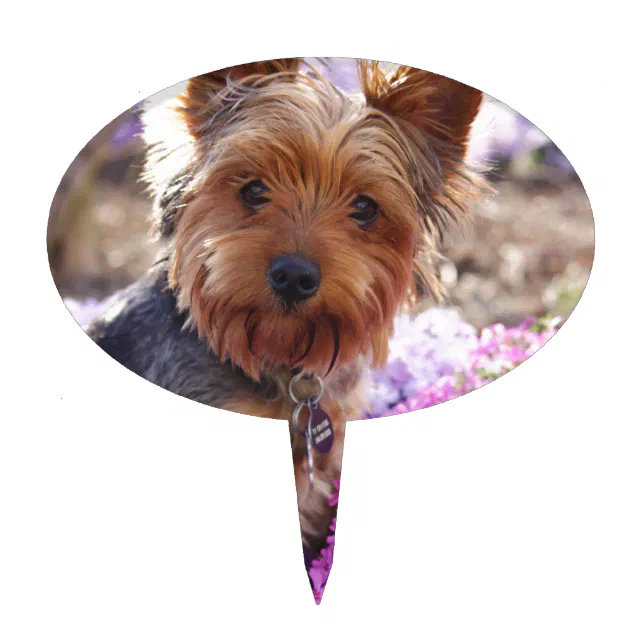 Yorkshire Terrier Cake Topper | Zazzle