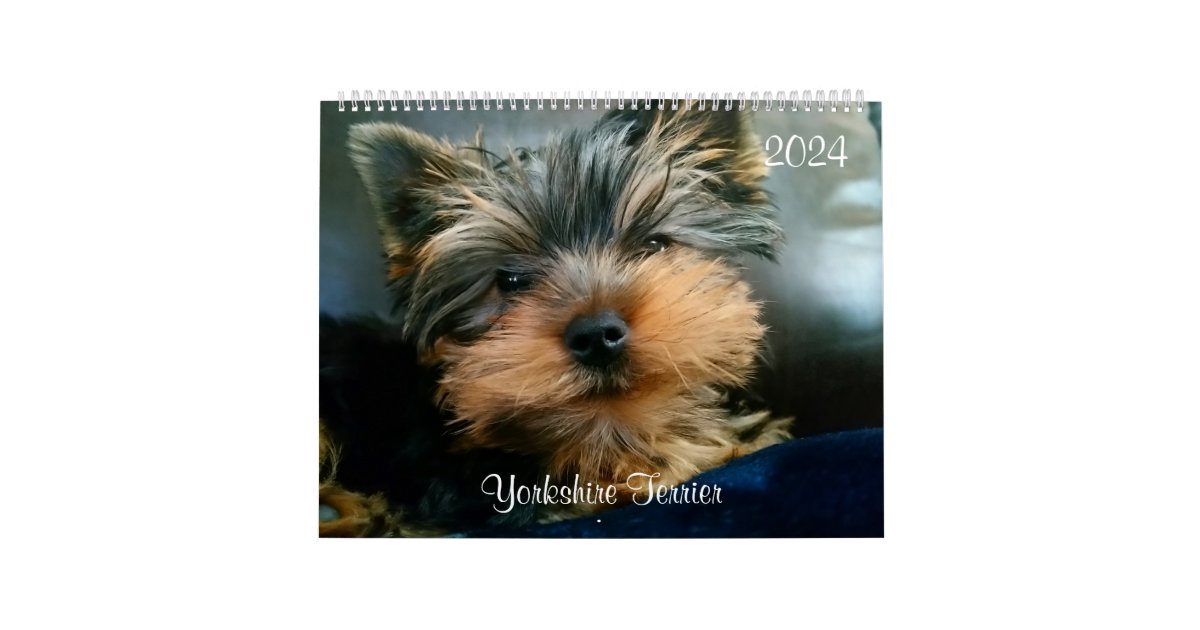Yorkshire Terrier Cute Yorkies 2024 Calendar | Zazzle