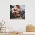 Yorkshire Terrier Poster | Zazzle