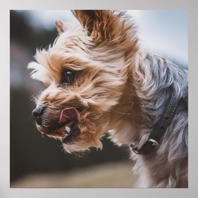 Yorkshire Terrier Poster | Zazzle