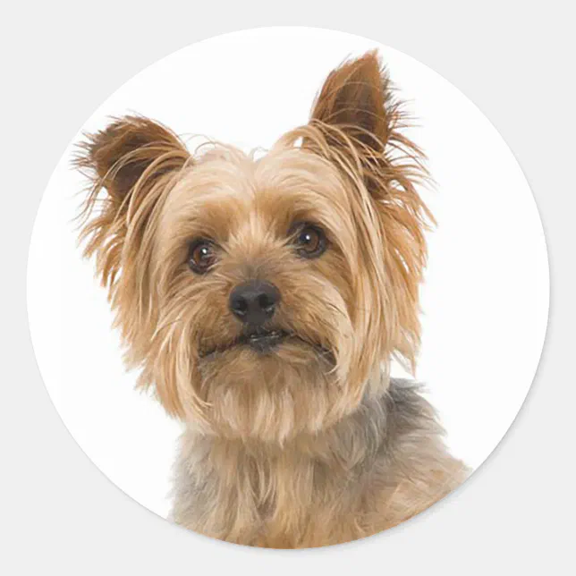 Yorkshire Terrier Puppy Dog Stickers | Zazzle