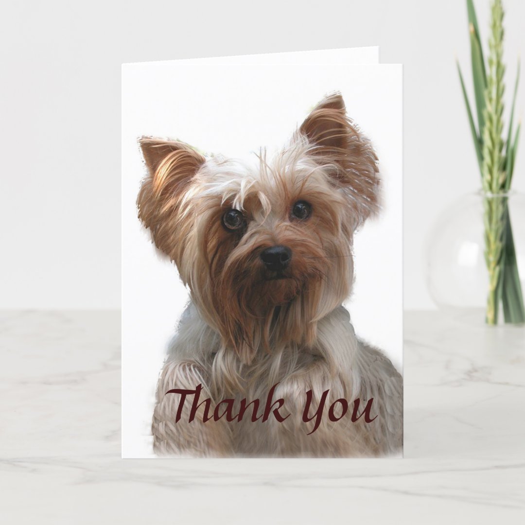 Yorkshire Terrier Thank You Card | Zazzle