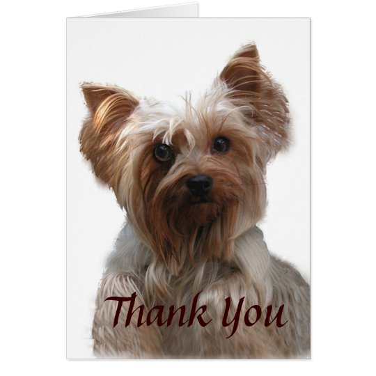 Yorkshire Terrier Thank You Card | Zazzle.com