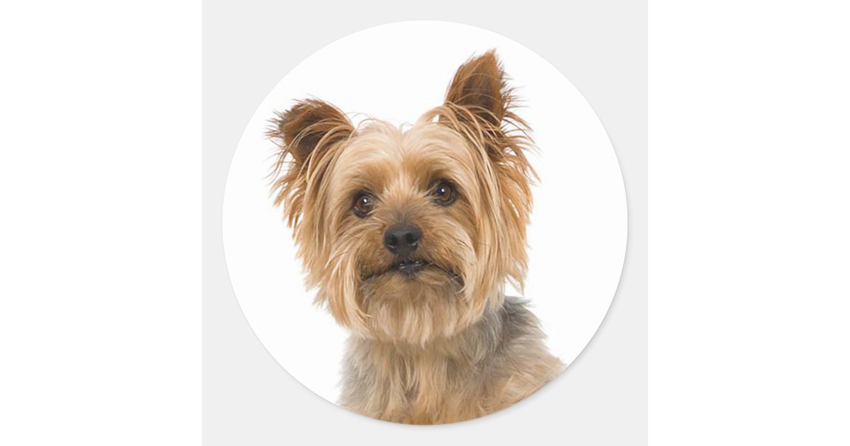 Yorkshire Terrier Yorkie Love Puppy Dog Mom Dad Classic Round Sticker ...