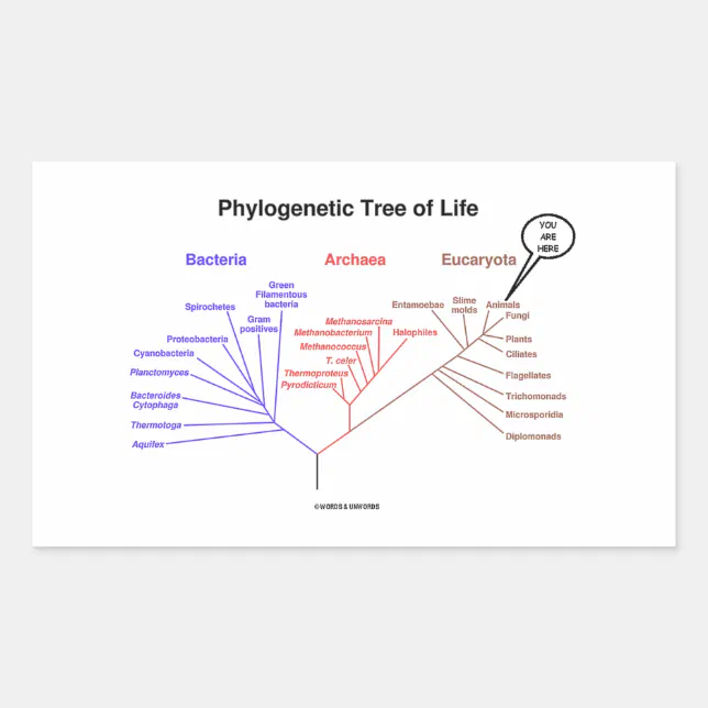 You Are Here Phylogenetic Tree Of Life (Biology) Rectangular Sticker ...