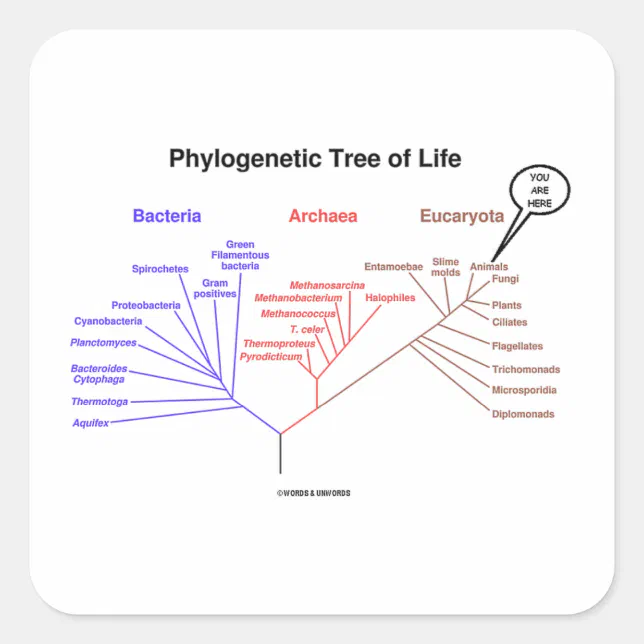 You Are Here Phylogenetic Tree Of Life (Biology) Square Sticker | Zazzle