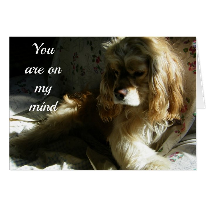 YOU ARE ON MY MIND**** LOVING COCKER SPANIEL | Zazzle.com