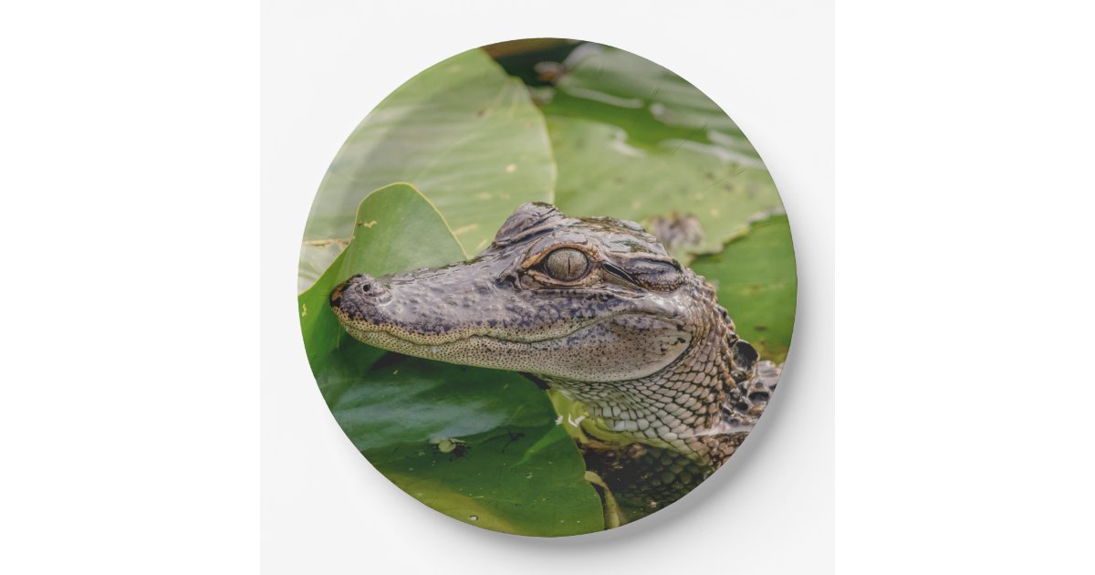 Young Alligator Paper Plates | Zazzle