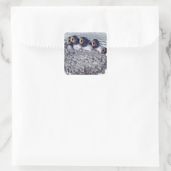 young barn swallows square sticker | Zazzle