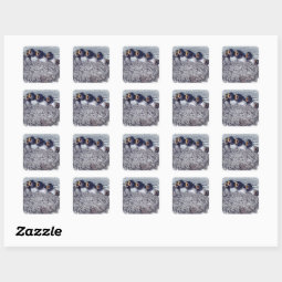 young barn swallows square sticker | Zazzle