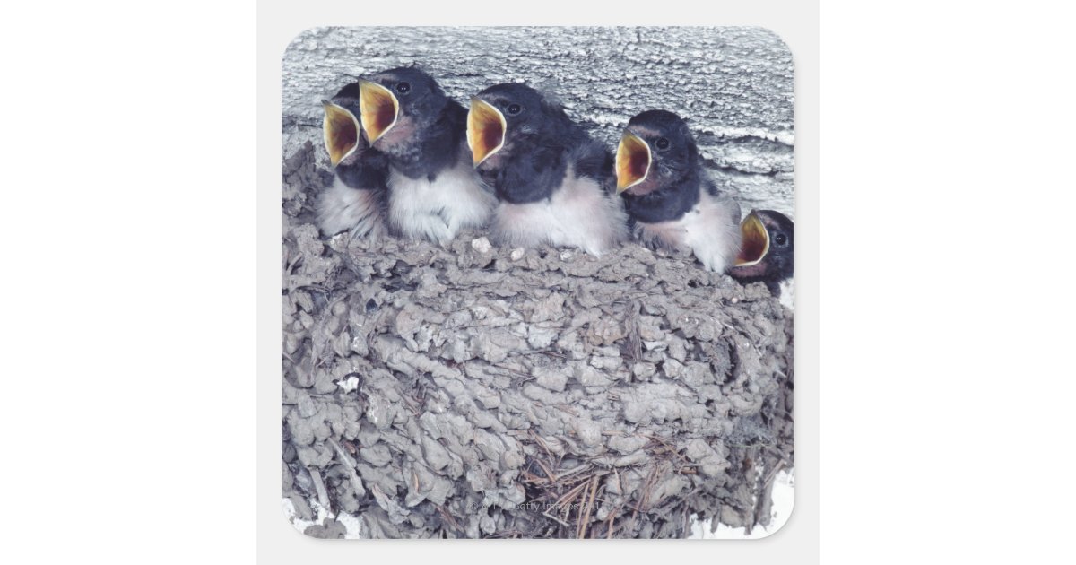 young barn swallows square sticker | Zazzle