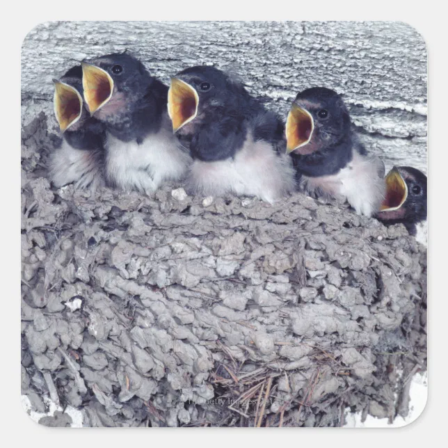 young barn swallows square sticker | Zazzle