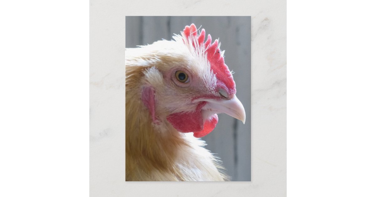 Young Buff Orpington Heritage Chicken Roo Postcard | Zazzle