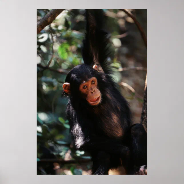 Young Chimpanzee Poster | Zazzle