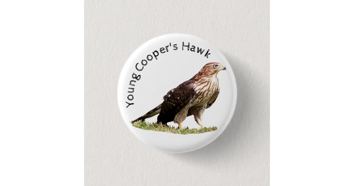 Young Cooper's Hawk Button | Zazzle
