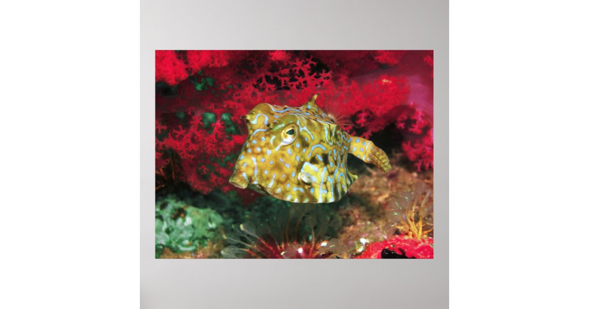 Young Cowfish Poster | Zazzle
