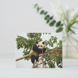 Young giant panda postcard | Zazzle