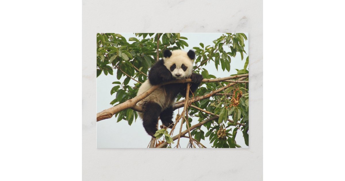 Young giant panda postcard | Zazzle