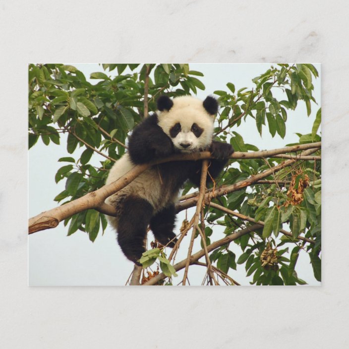 Young giant panda postcard | Zazzle.com