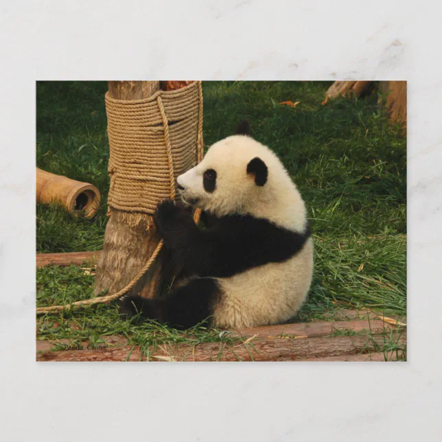 Young giant panda postcard | Zazzle