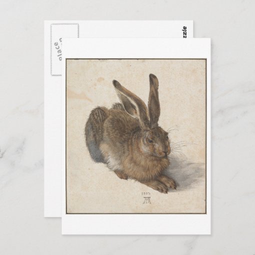 Young Hare by Albrecht Durer Postcard | Zazzle