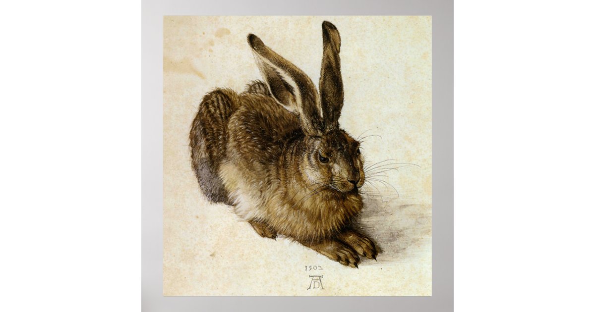 ‘Young Hare’ by Albrecht Dürer Poster | Zazzle