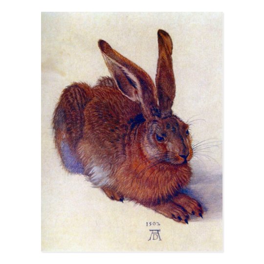 Young Hare by Albrecht Durer, Renaissance Fine Art Postcard | Zazzle.com