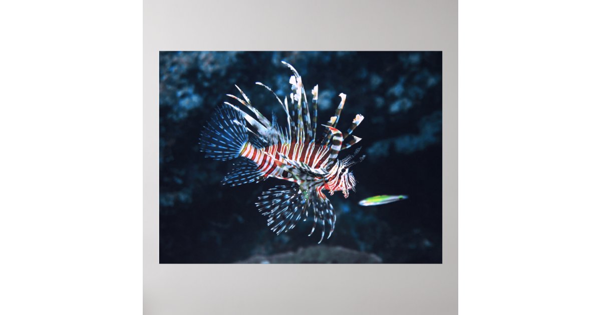 Young Lionfish Poster | Zazzle