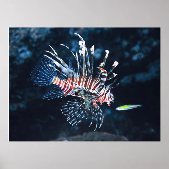 Young Lionfish Poster | Zazzle