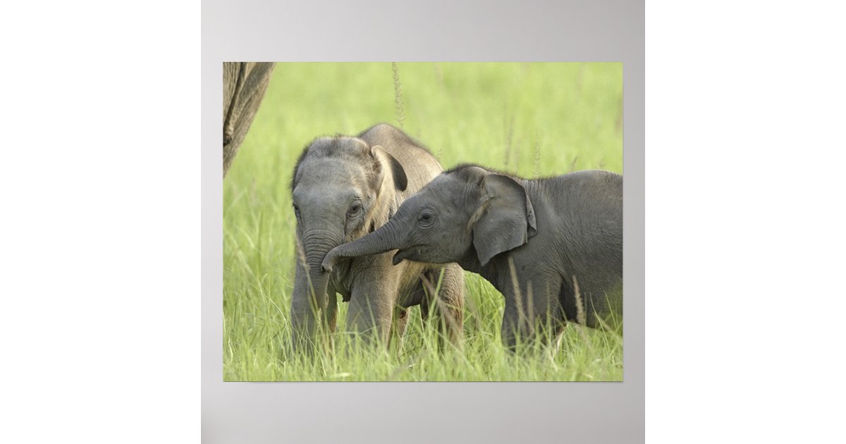 Young ones of Indian / Asian Elephant Poster | Zazzle