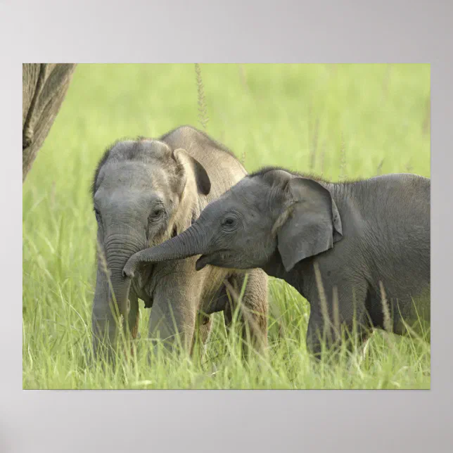Young ones of Indian / Asian Elephant Poster | Zazzle
