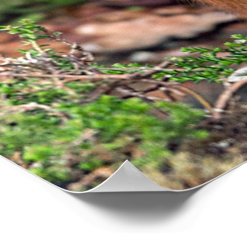 young red squirrel poster | Zazzle