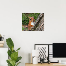 young red squirrel poster | Zazzle