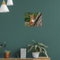 young red squirrel poster | Zazzle