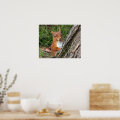 young red squirrel poster | Zazzle