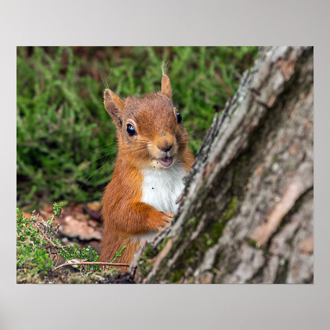 young red squirrel poster | Zazzle