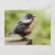 Young Robin Postcard | Zazzle