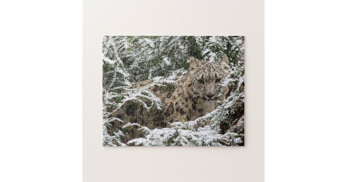 Young Snow Leopard Jigsaw Puzzle | Zazzle